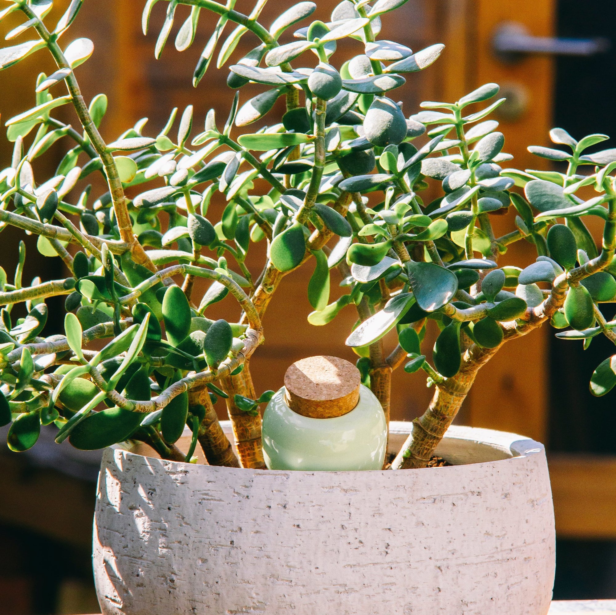 Olla Hydrating - Natural Water Diffuser for Plants – Maison Simona